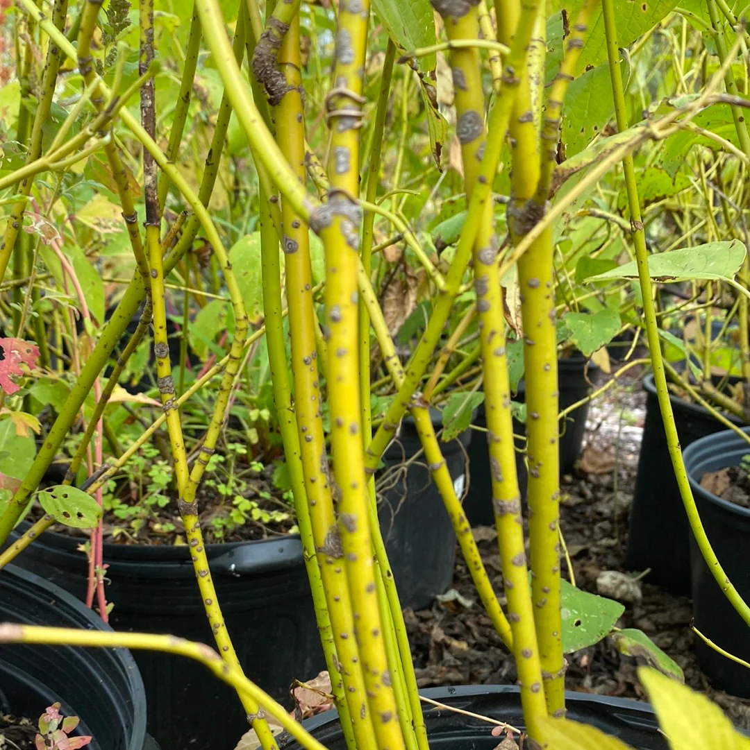 Yellow Twig Dogwood (Cornus sericea 'Flaviramea') - Plants To Go